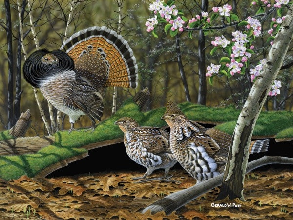2011 Print of the Year "Fan Dancer - Ruffed Grouse" – RGS | AWS Upland ...